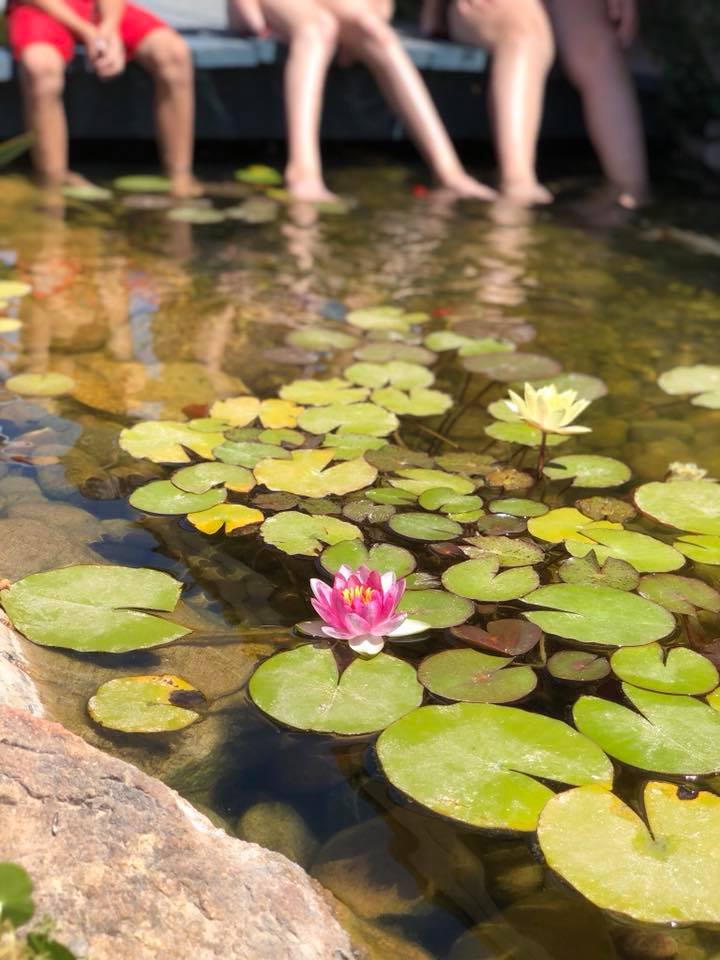 Some Important Tips for Summer Pond Care